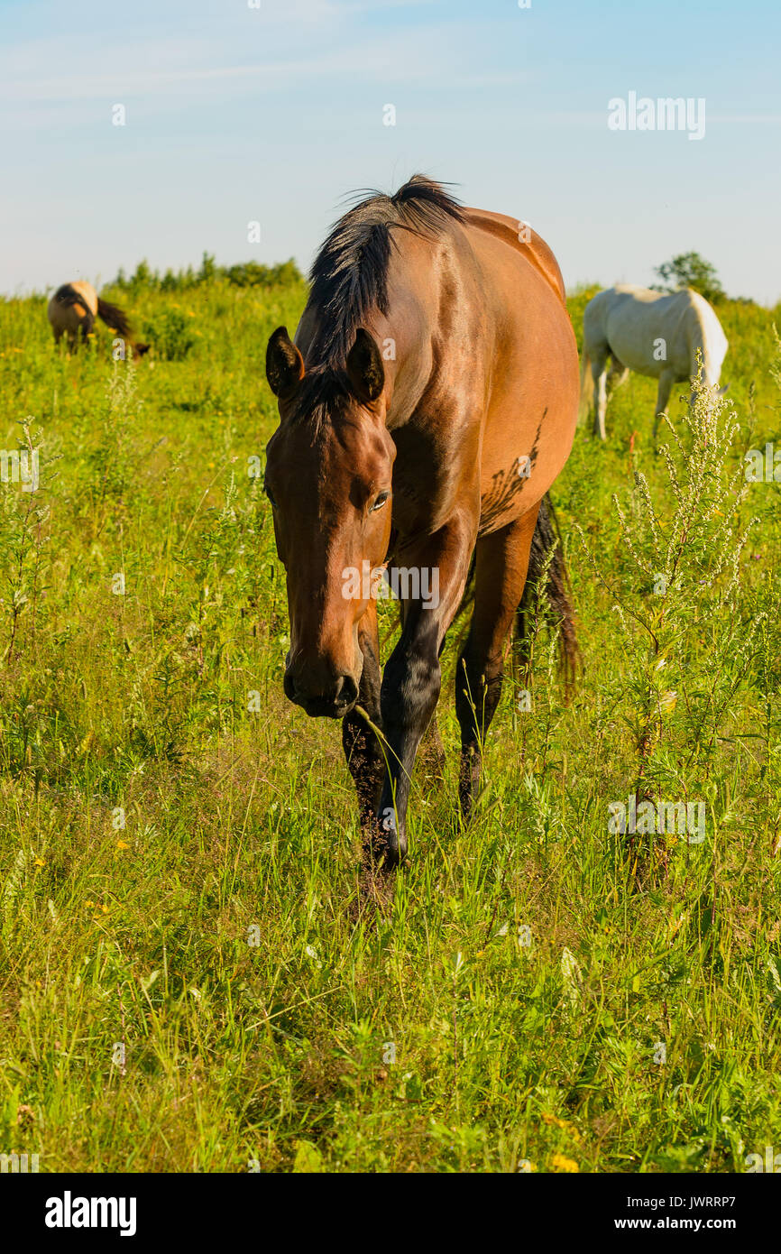 Slender Horses High Resolution Stock Photography and Images - Alamy