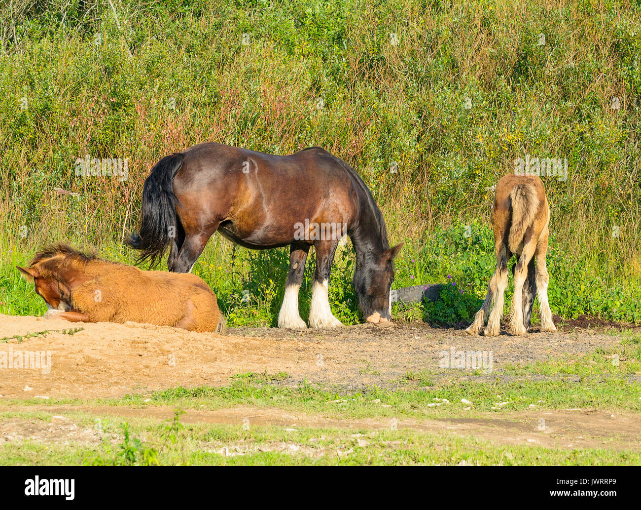 Horse on open pasture. Leningrad oblast Stock Photo - Alamy