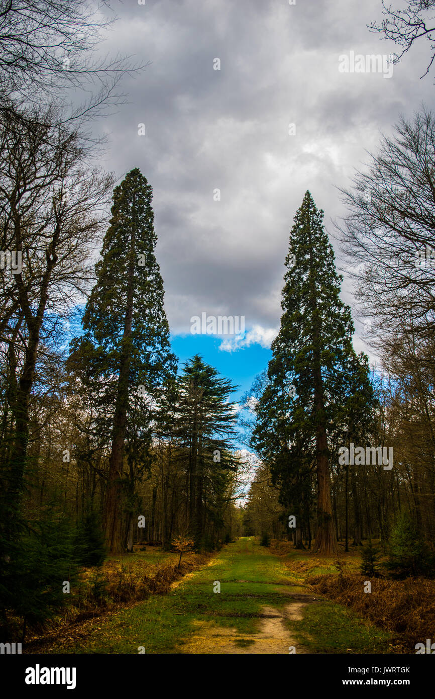 Blackwater arboretum new forest spring hi-res stock photography and ...