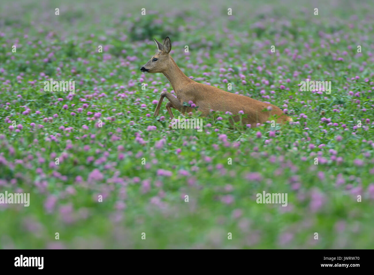 Roe Deer doe jumping through a field of purple blooming clover Stock ...