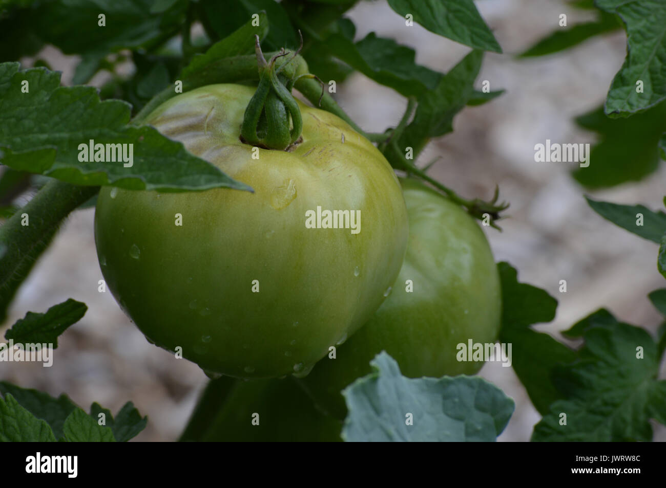 Tomato in the garden Stock Photo - Alamy