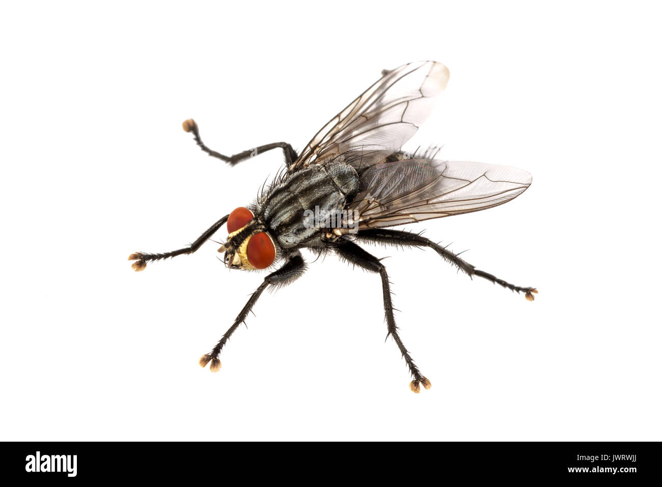 Fly isolated on a white background Stock Photo - Alamy