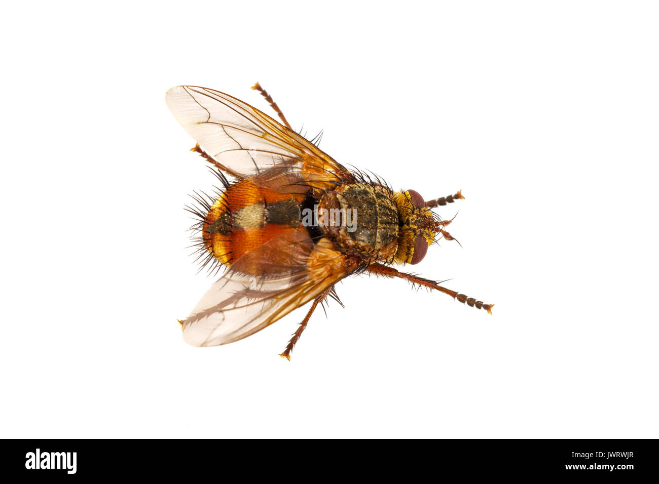 Fly isolated on a white background Stock Photo - Alamy