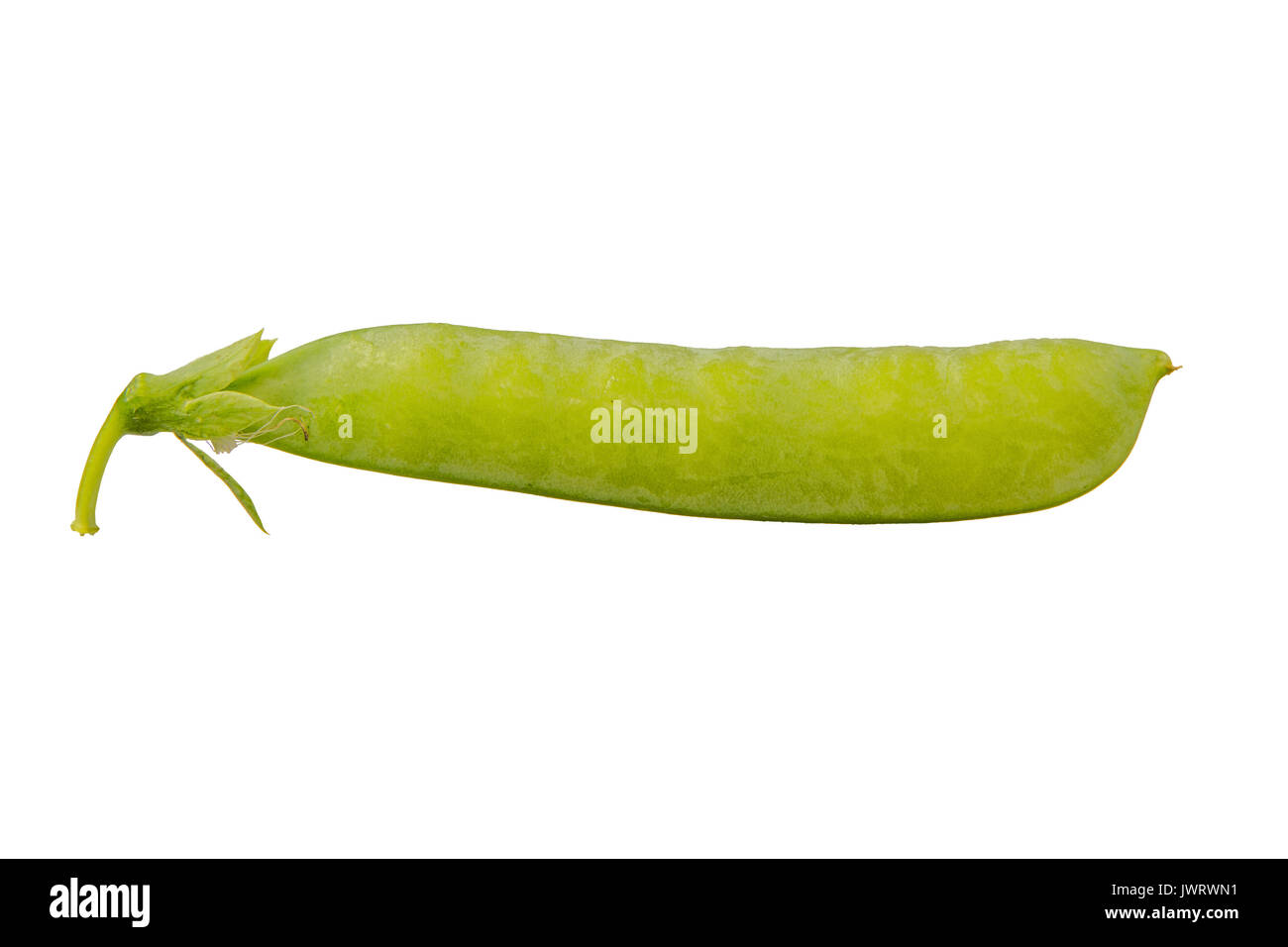 Green pea (Pisum sativum) isolated on a white background Stock Photo ...