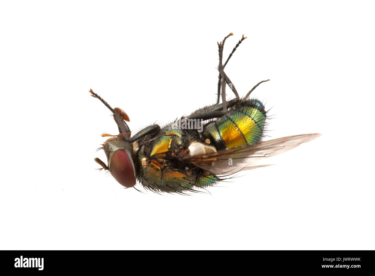 Deadly fly isolated on a white background Stock Photo - Alamy