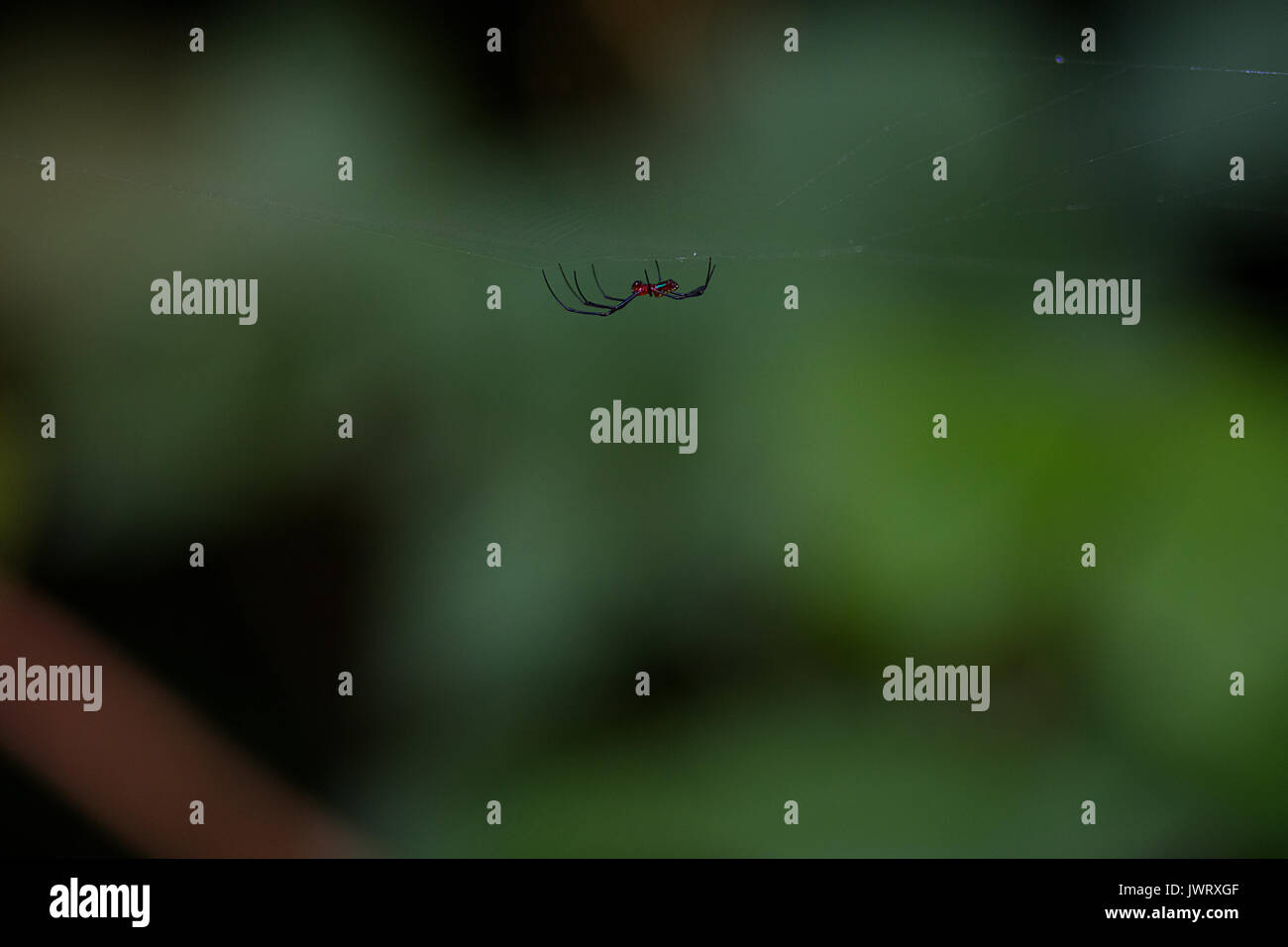 Colourful black spider hanging from its web upside down with green ...