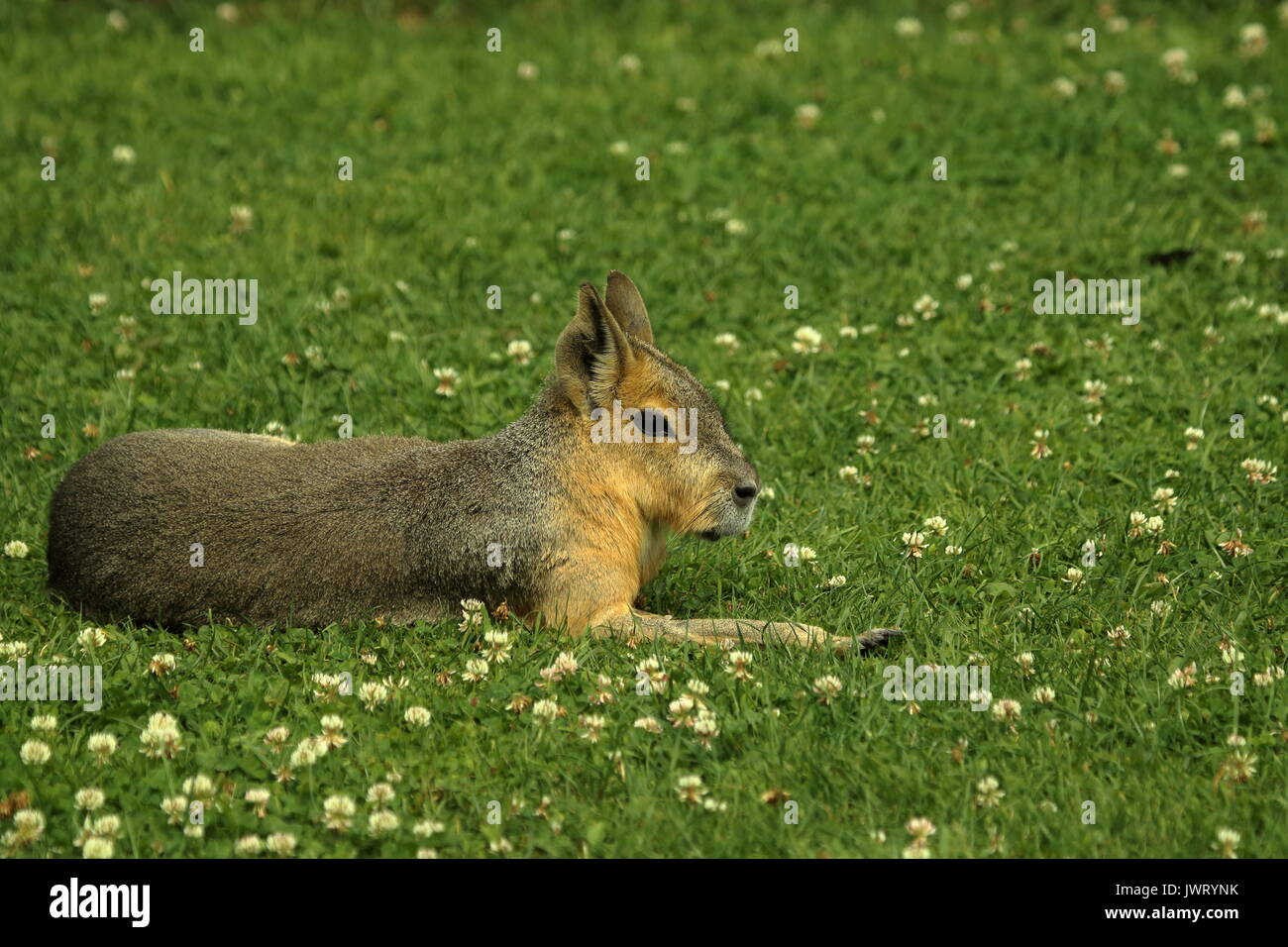 Capybara,Yorkshire wildlife park Stock Photo - Alamy