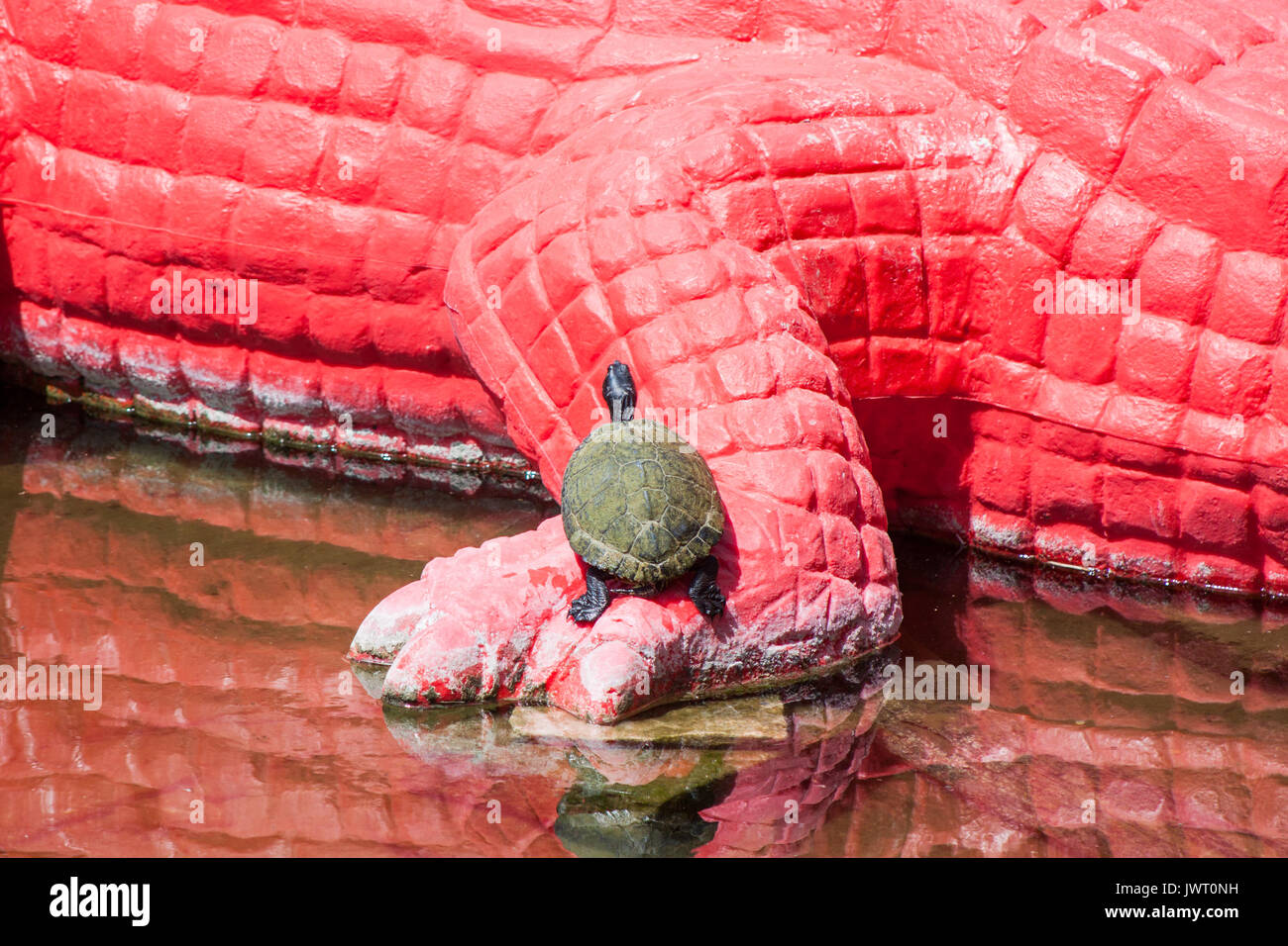 Real crocodiles hi-res stock photography and images - Alamy