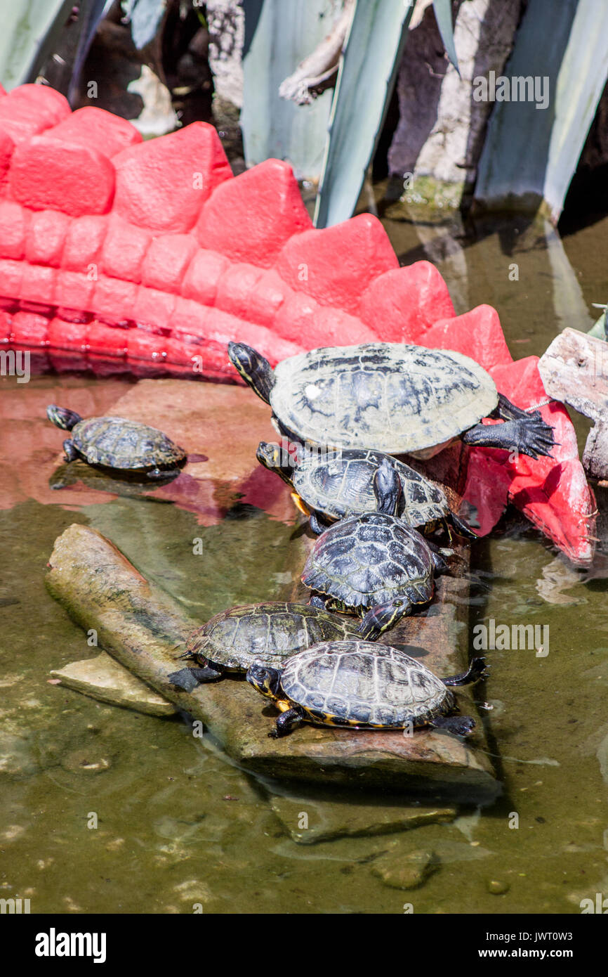 Real crocodile hi-res stock photography and images - Alamy
