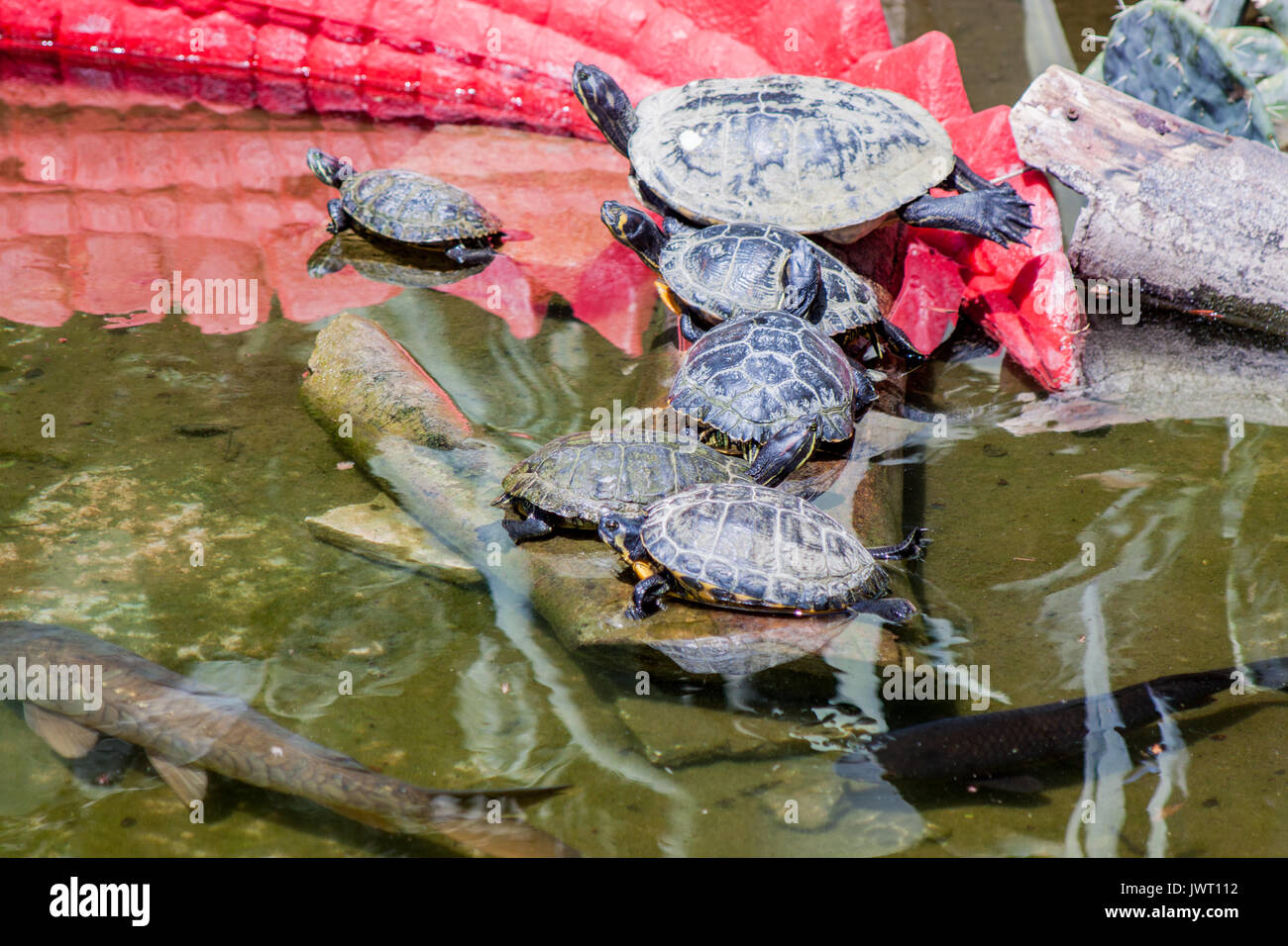 Crocodile red statue in cement, with real turtles at the zoo in rome ...
