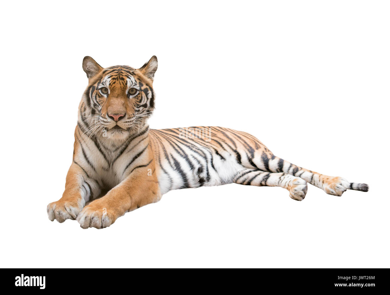 Female bengal tiger hi-res stock photography and images - Alamy