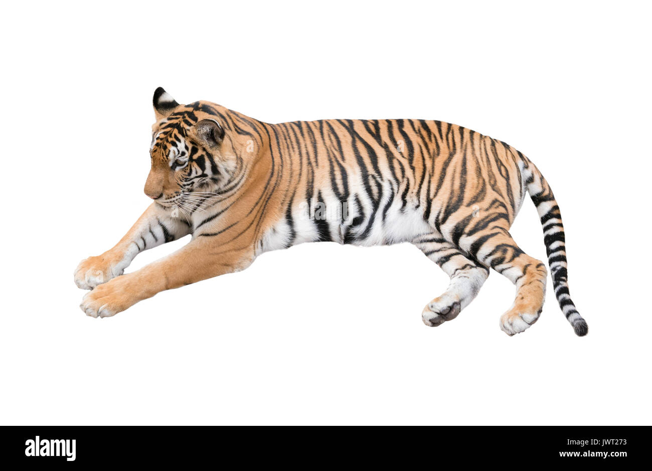 Female tiger hi-res stock photography and images - Alamy