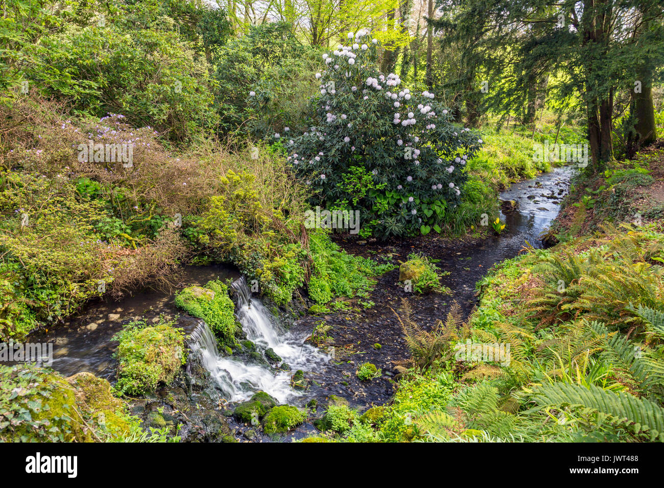 The River Cerne flowing over a waterfall in Minterne Gardens, Dorset ...