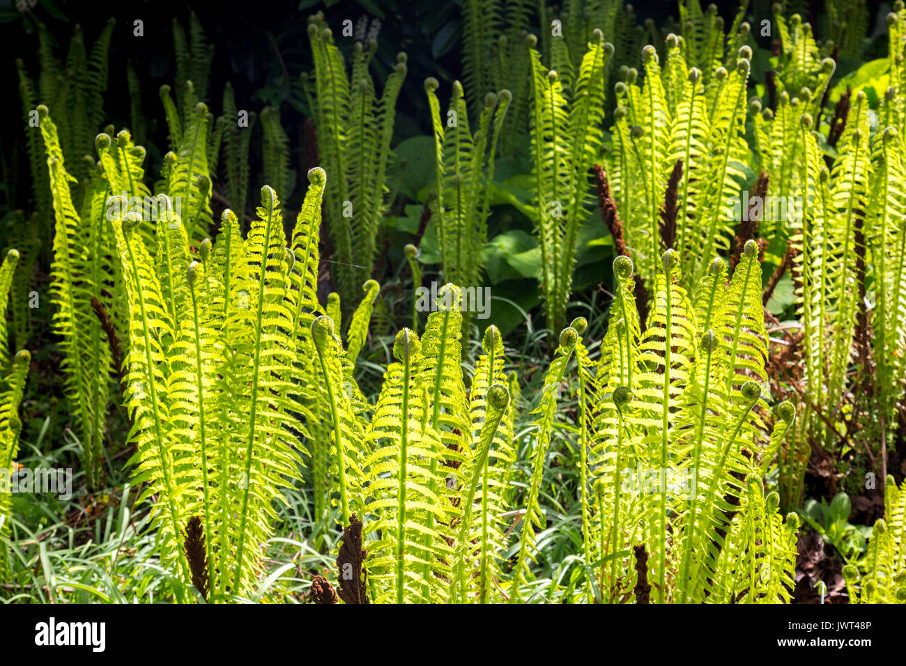 Spring ferns in england hi-res stock photography and images - Alamy