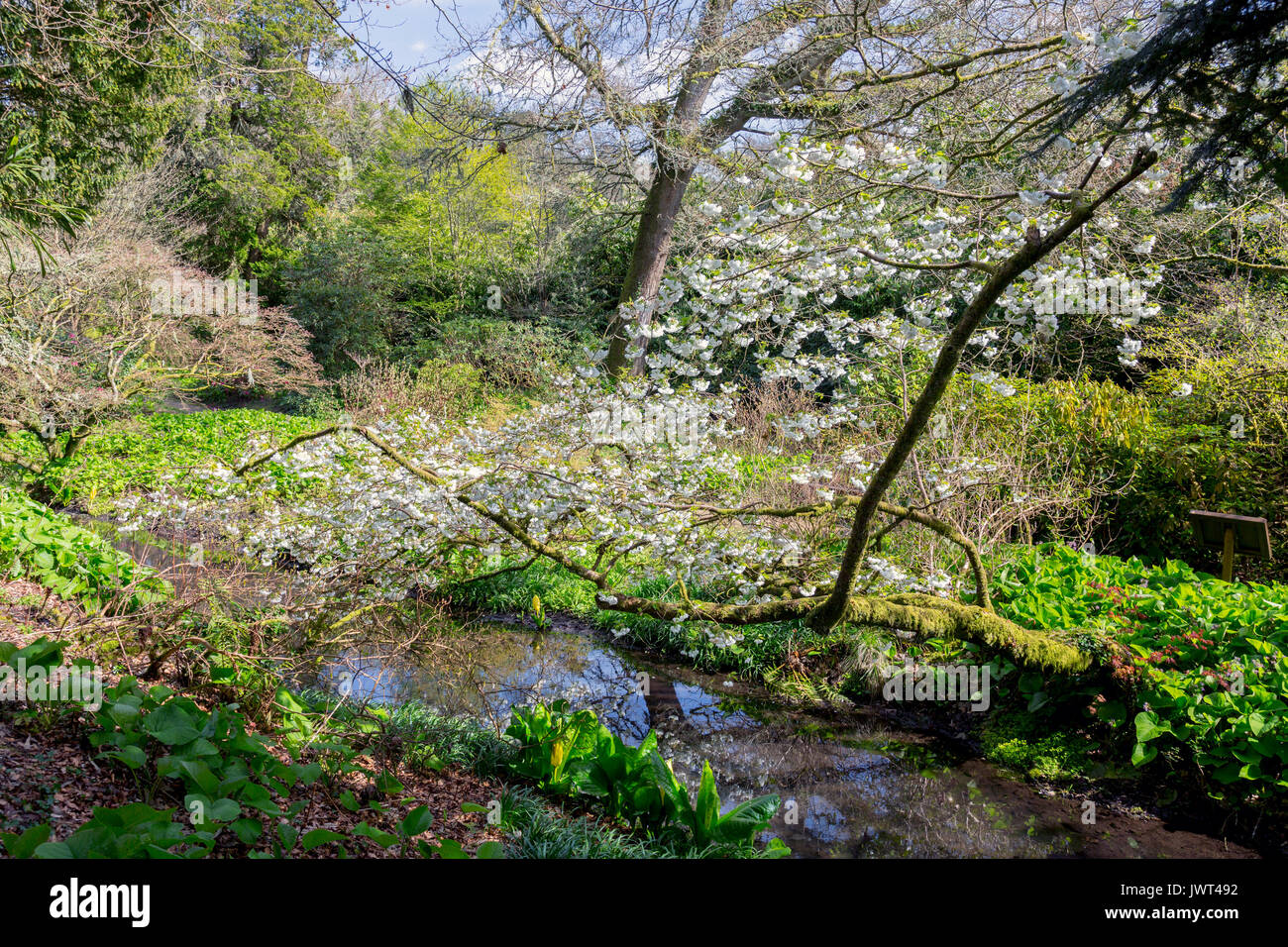 Tree overhanging river hi-res stock photography and images - Alamy