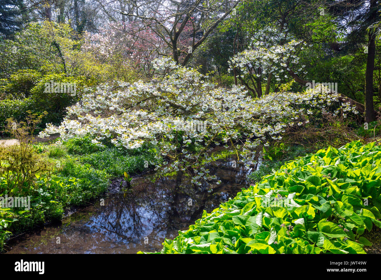 Overhanging blossom hi-res stock photography and images - Alamy