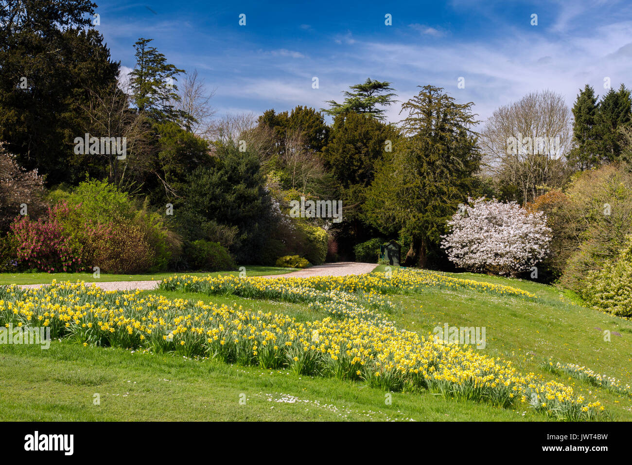 Spring daffodils and blossom in Minterne Gardens in Minterne Magna ...