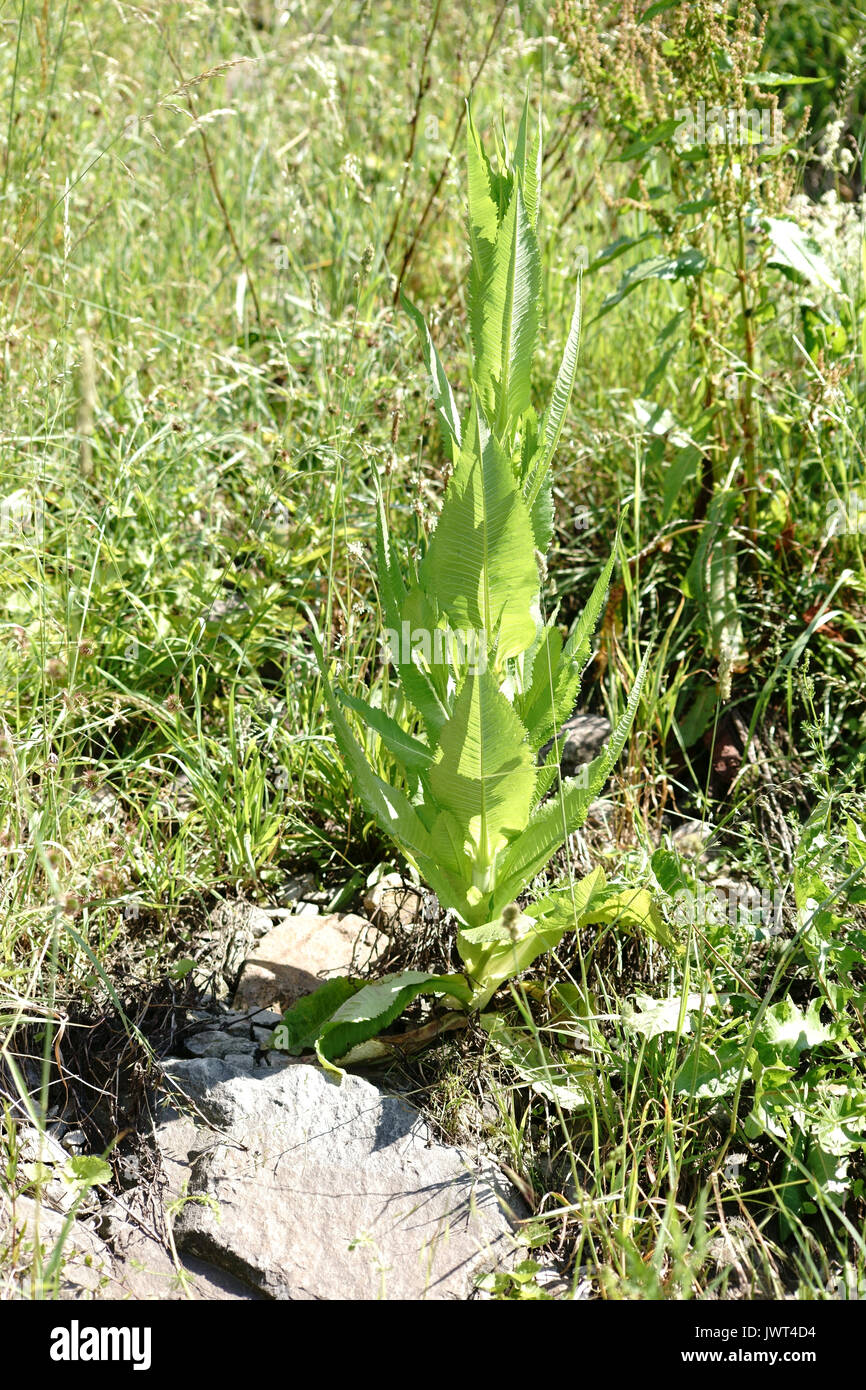 A wild teasel in the shore zone of a pond with clear water and small ...