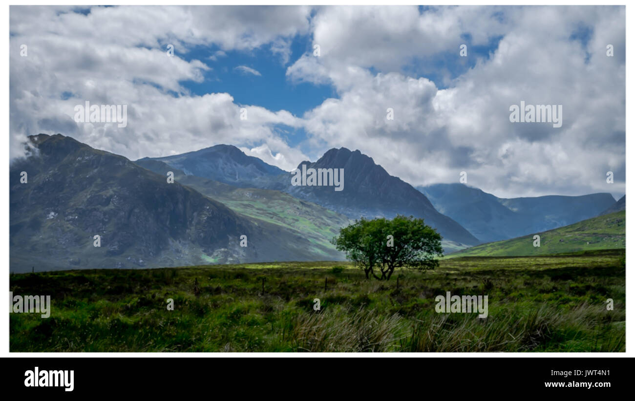 Stand alone tree hi-res stock photography and images - Alamy