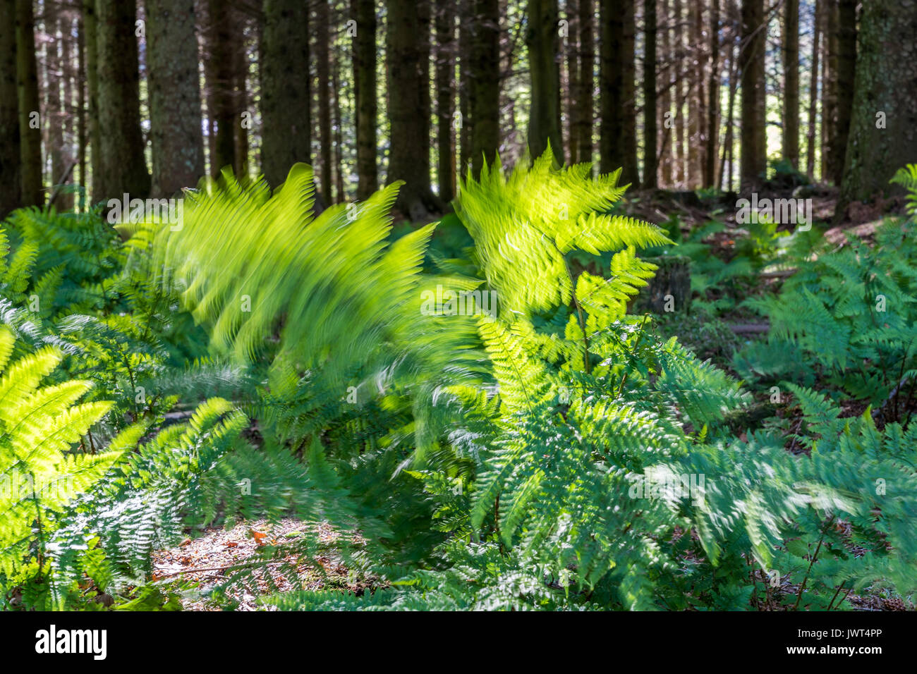 Pines and ferns hi-res stock photography and images - Alamy