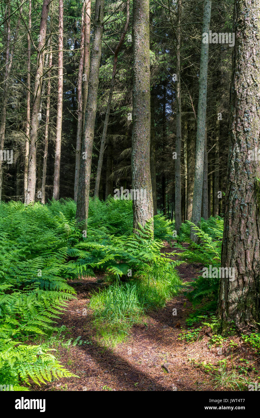 Pines and fern hi-res stock photography and images - Alamy