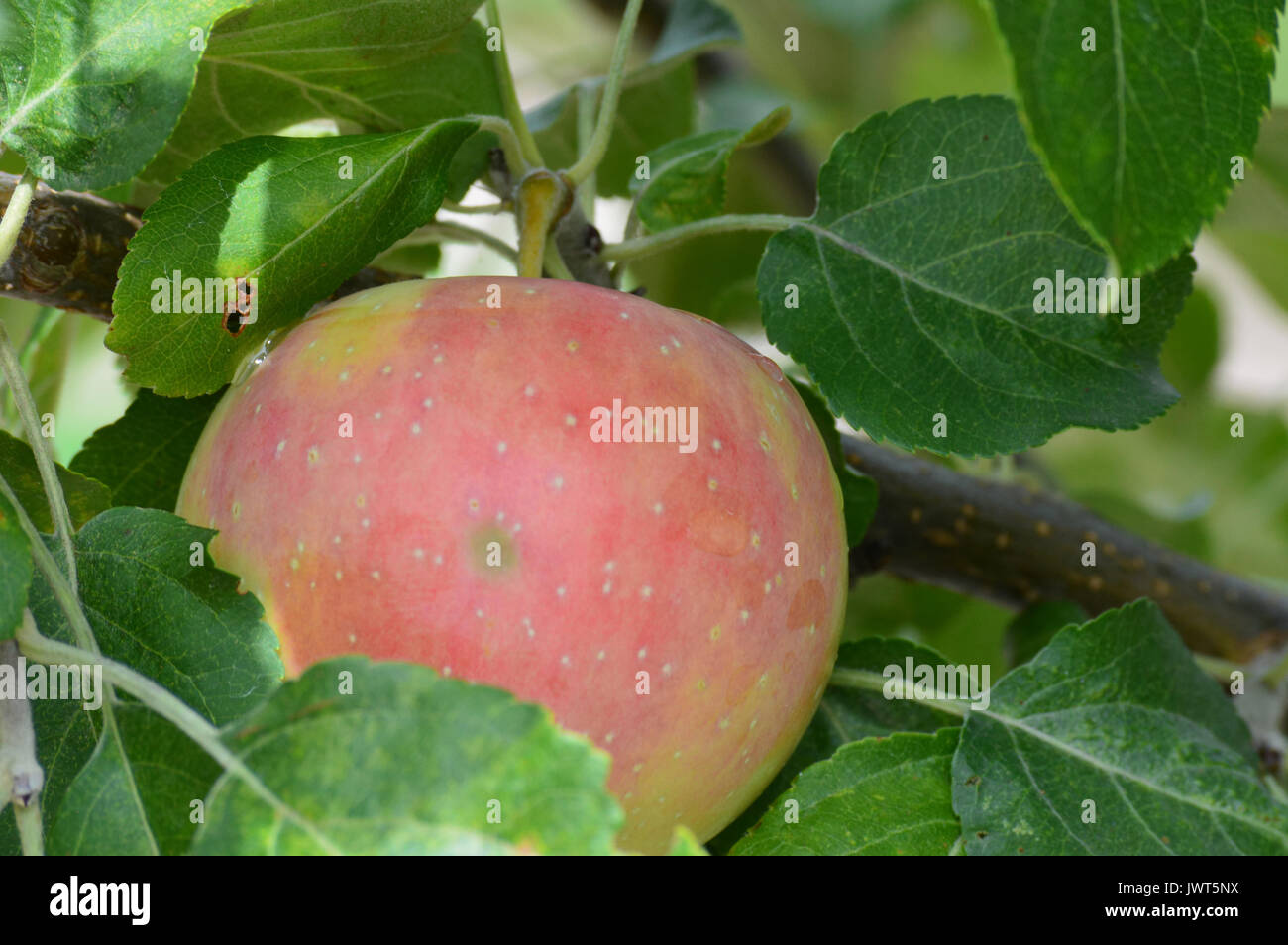 Apple on the tree branch Stock Photo - Alamy
