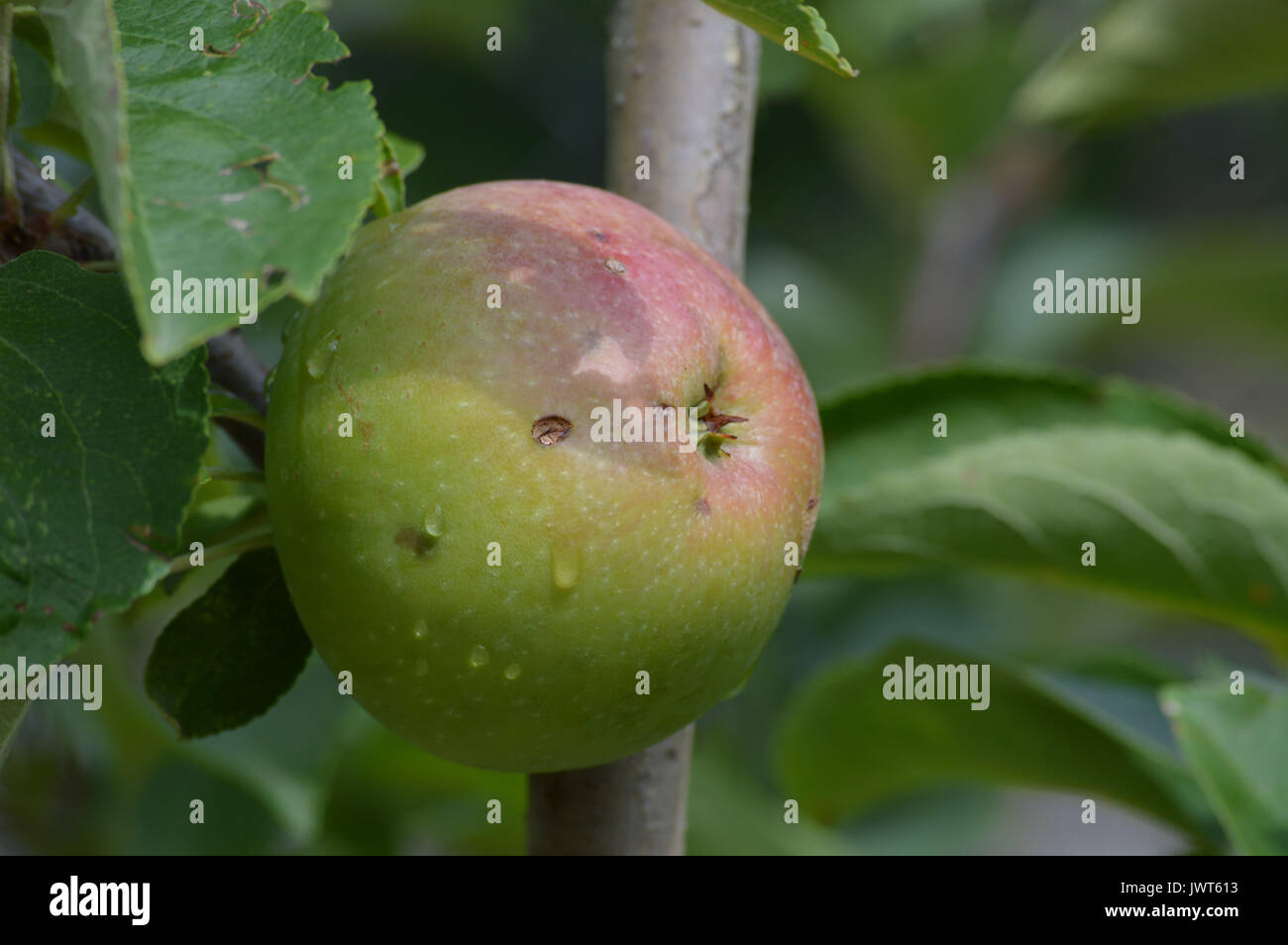 Apple on the tree branch Stock Photo - Alamy