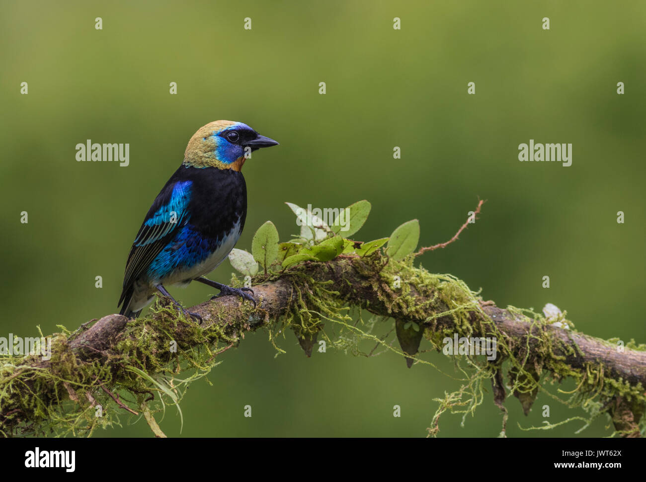 Golden-hooded Tanager, Tangara larvata, sitting in a tree at Laguna del ...