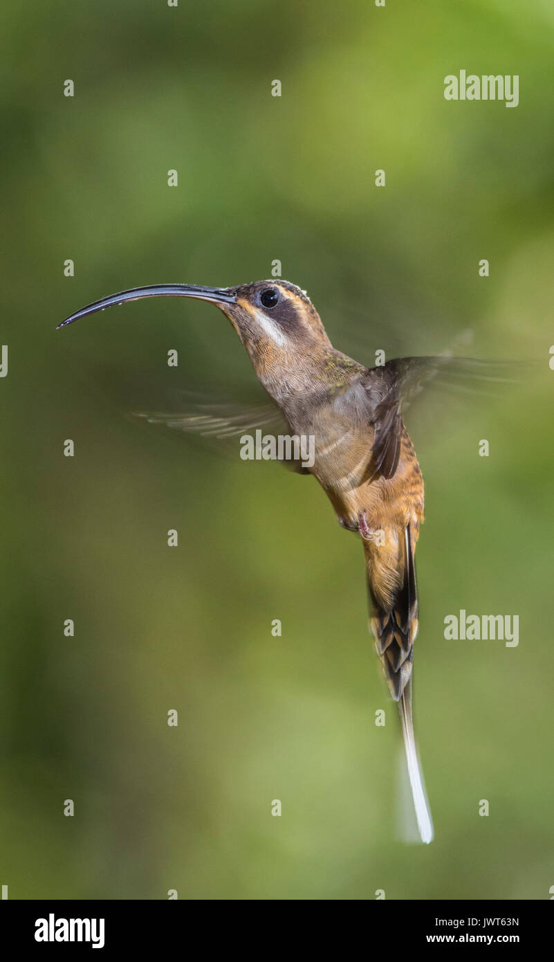 Phaethornis superciliosus hi-res stock photography and images - Alamy