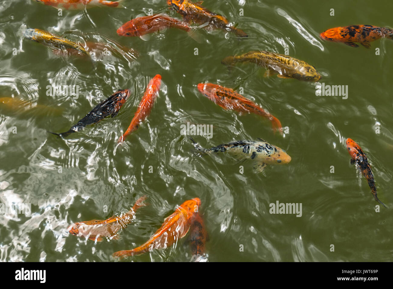 a group of beautiful koi carp fish are swimming in the natural clear ...