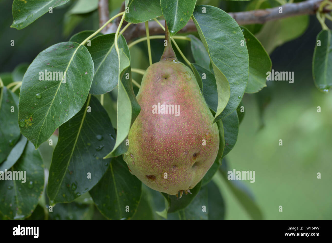 Pears on the tree branch Stock Photo - Alamy