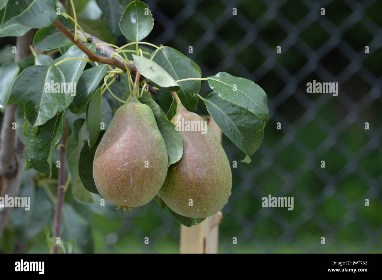 Pears on the tree branch Stock Photo - Alamy