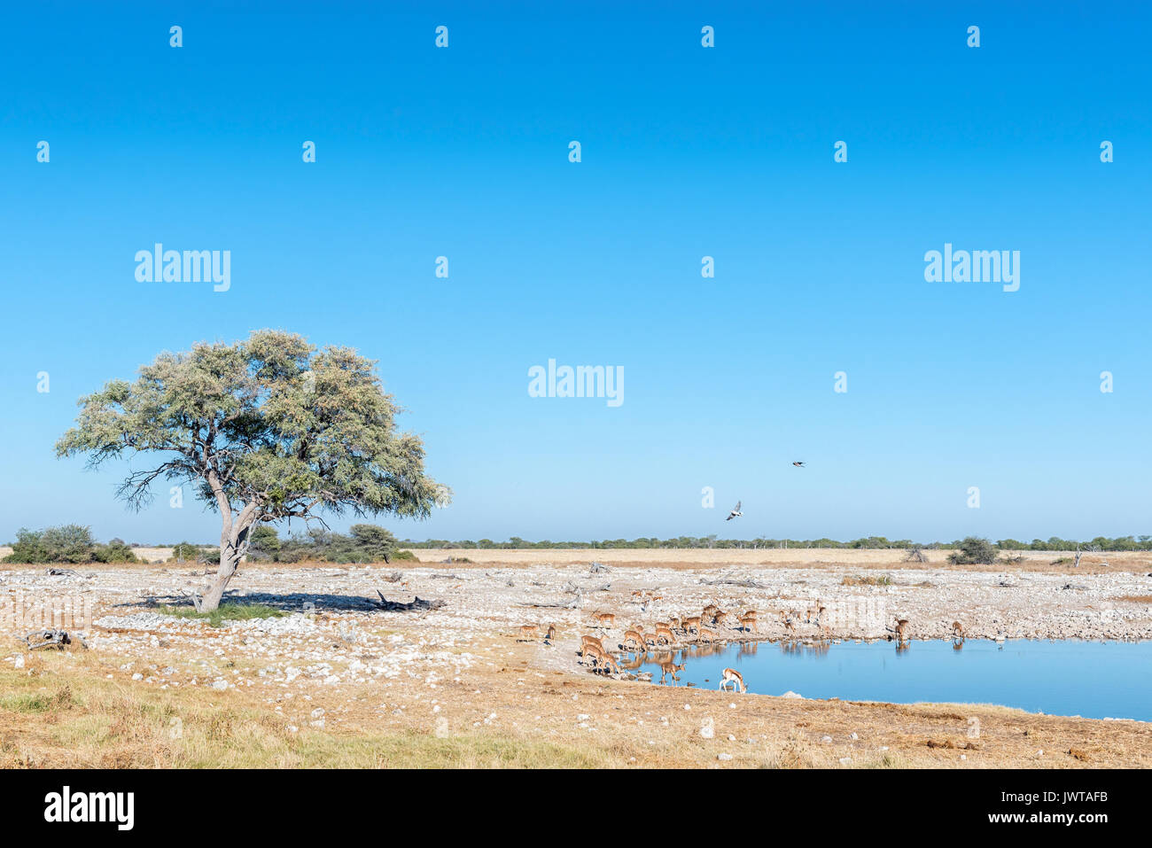 Springbok drinking water hi-res stock photography and images - Alamy