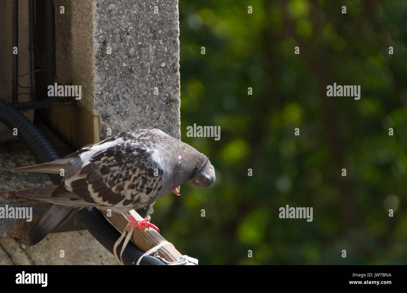 The pigeon scratches his eye and looks very funny in the photos Stock ...