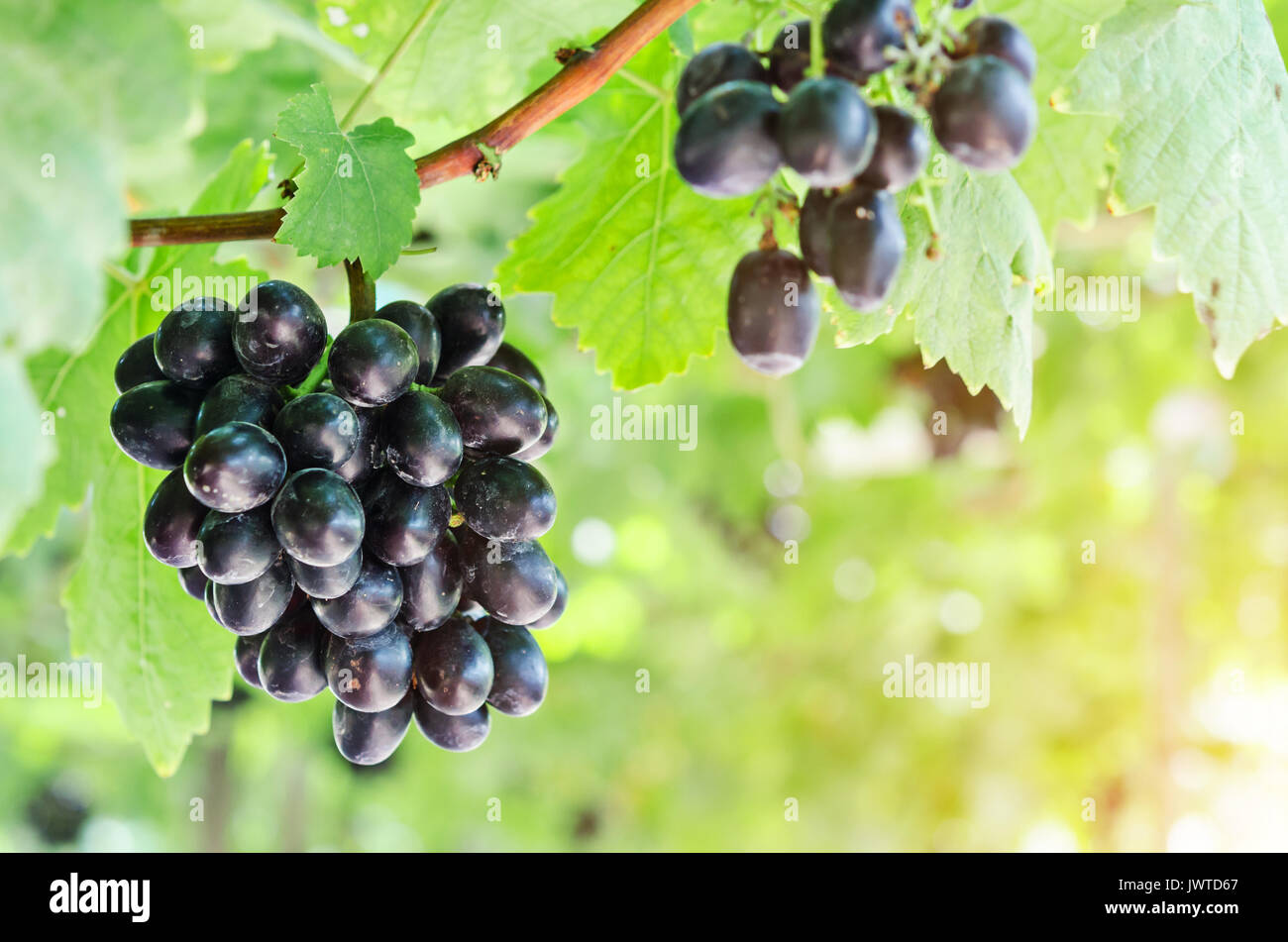 Beauty seedless hi-res stock photography and images - Alamy