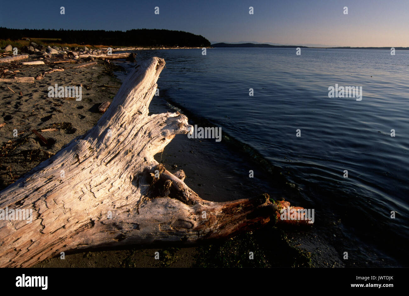 Logs on beach, Otis Perkins Park, Lopez Island, Washington Stock Photo ...