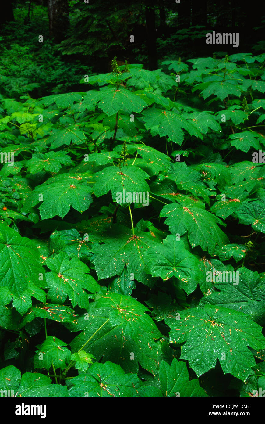 Devils club along Franklin Falls Trail, Mt Baker-Snoqualmie National ...