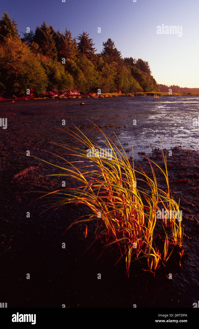 Willapa Bay High Resolution Stock Photography and Images - Alamy