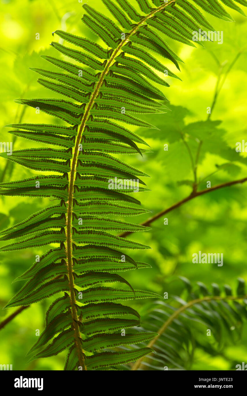 Western sword fern along the Lewis River Trail, Gifford Pinchot ...