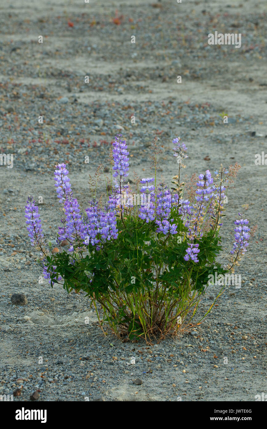 Loowit viewpoint hi-res stock photography and images - Alamy