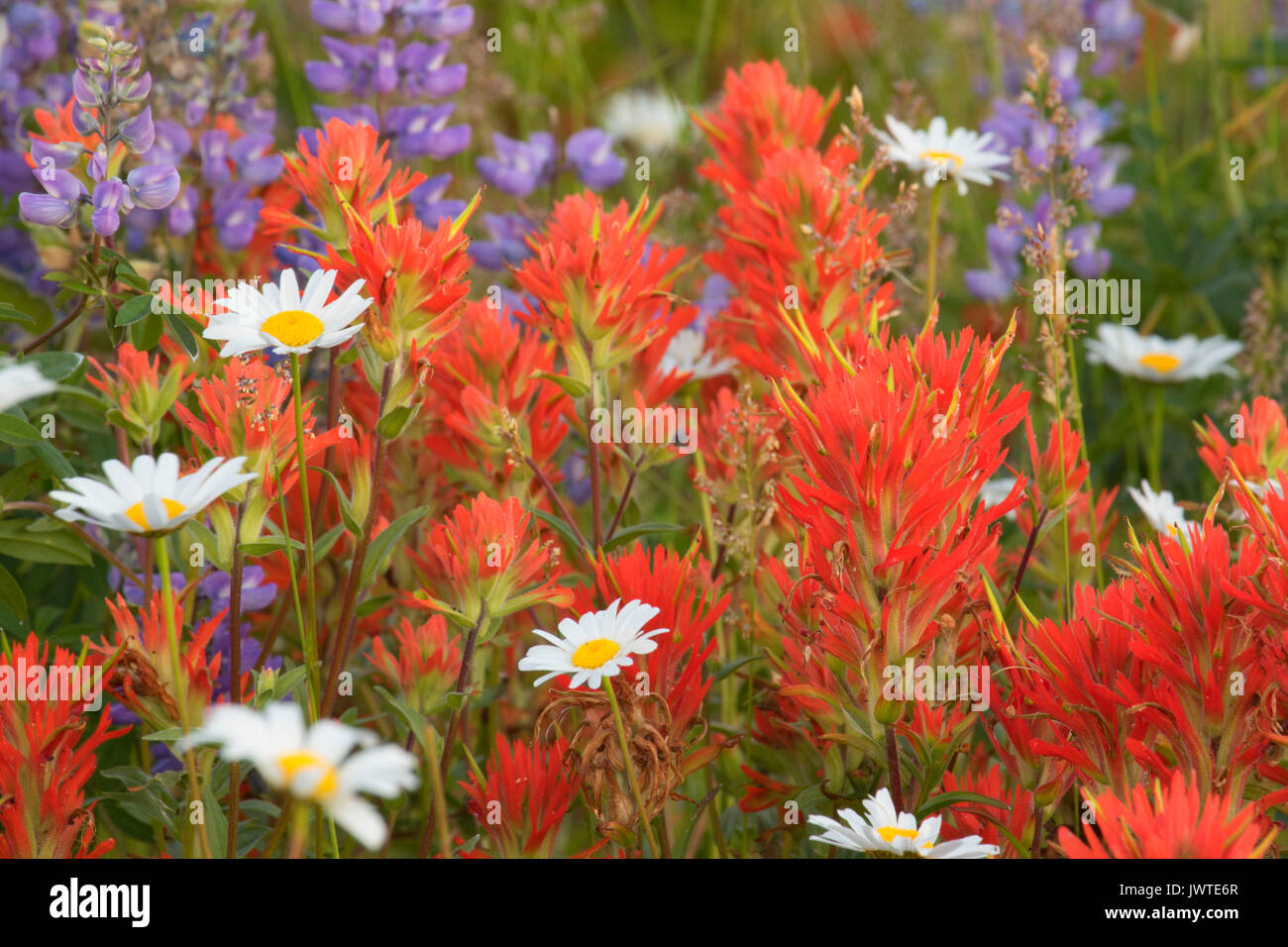 Daisy with indian paintbrush at Loowit Viewpoint, Spirit Lake Memorial ...