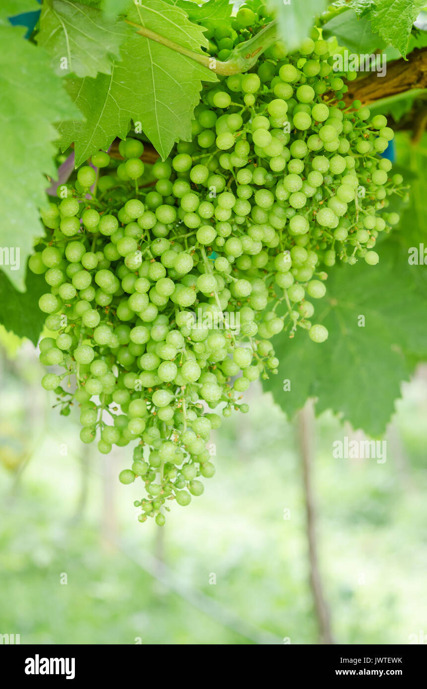Branches of grapes hi-res stock photography and images - Alamy