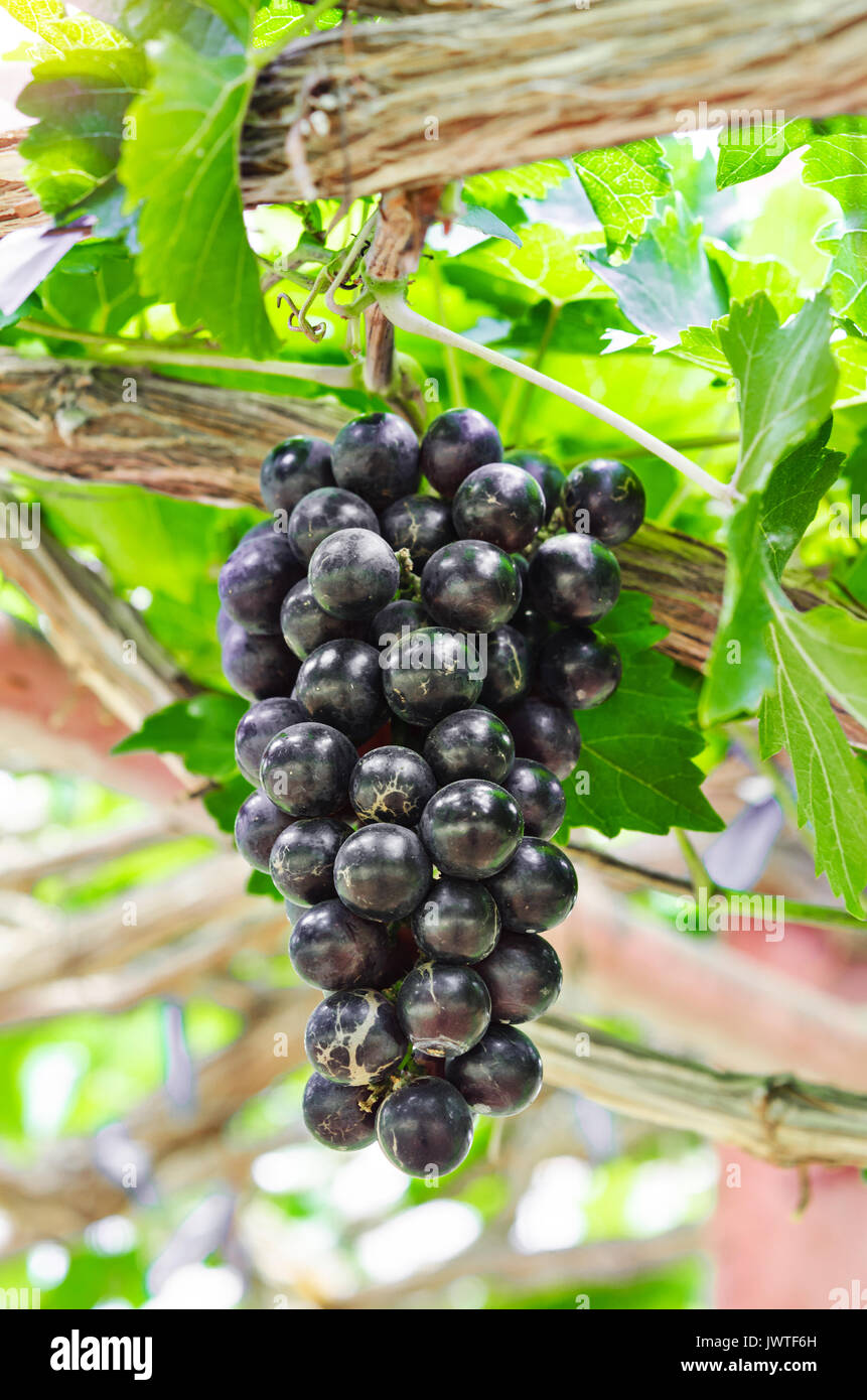 Black Grapes Tree
