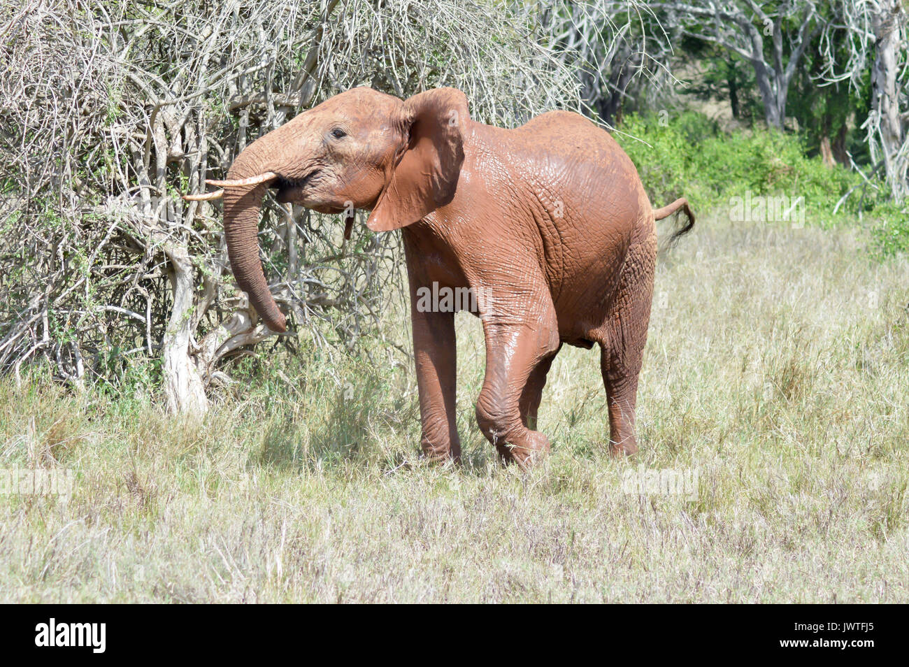 Red Elephant isolated in the savannah of Tsavo East park in Kenya Stock ...
