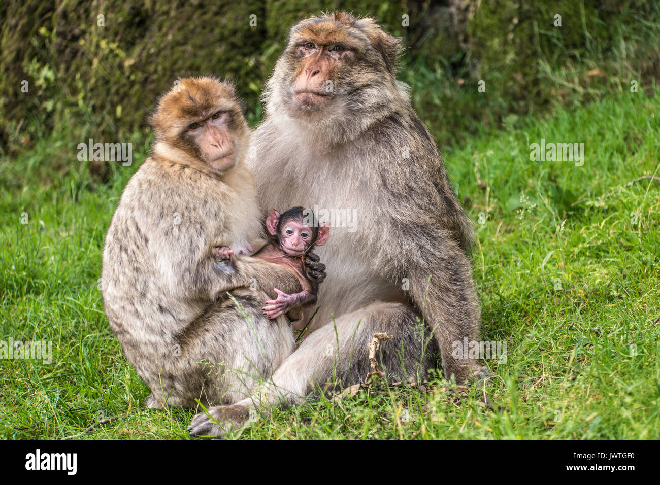 Monkey family portrait Stock Photo - Alamy