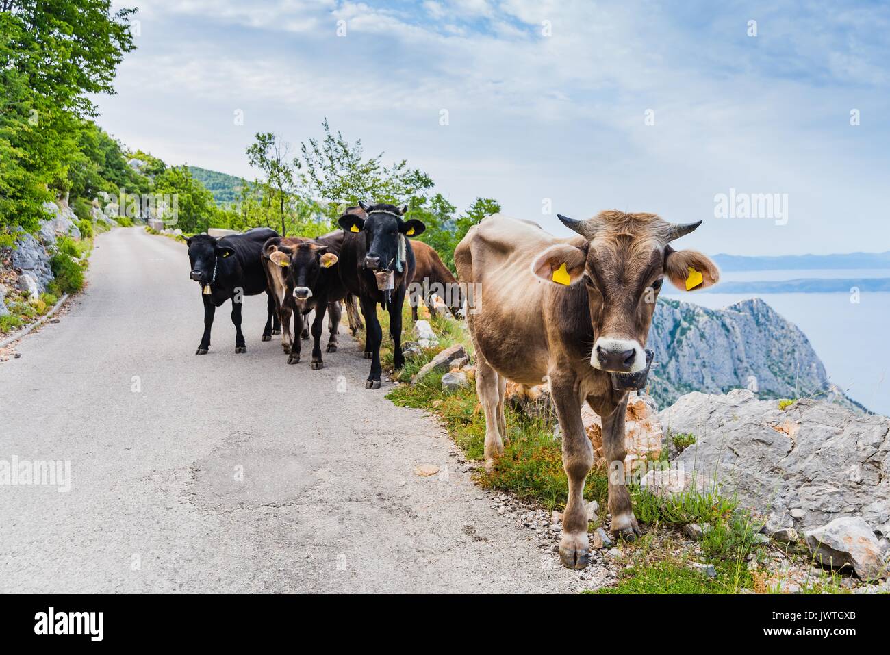 Cows on mountain road. Sveti Jure mountain, Biokovo, Croatia Stock ...