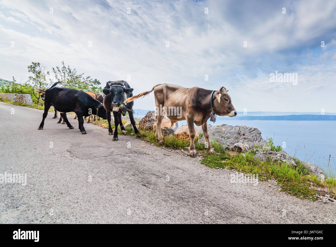 Cows on mountain road. Sveti Jure mountain, Biokovo, Croatia Stock ...