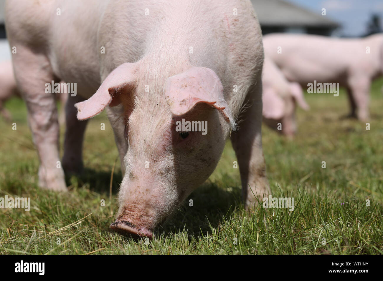 Little pig face closeup at animal farm rural scene summertime Stock ...