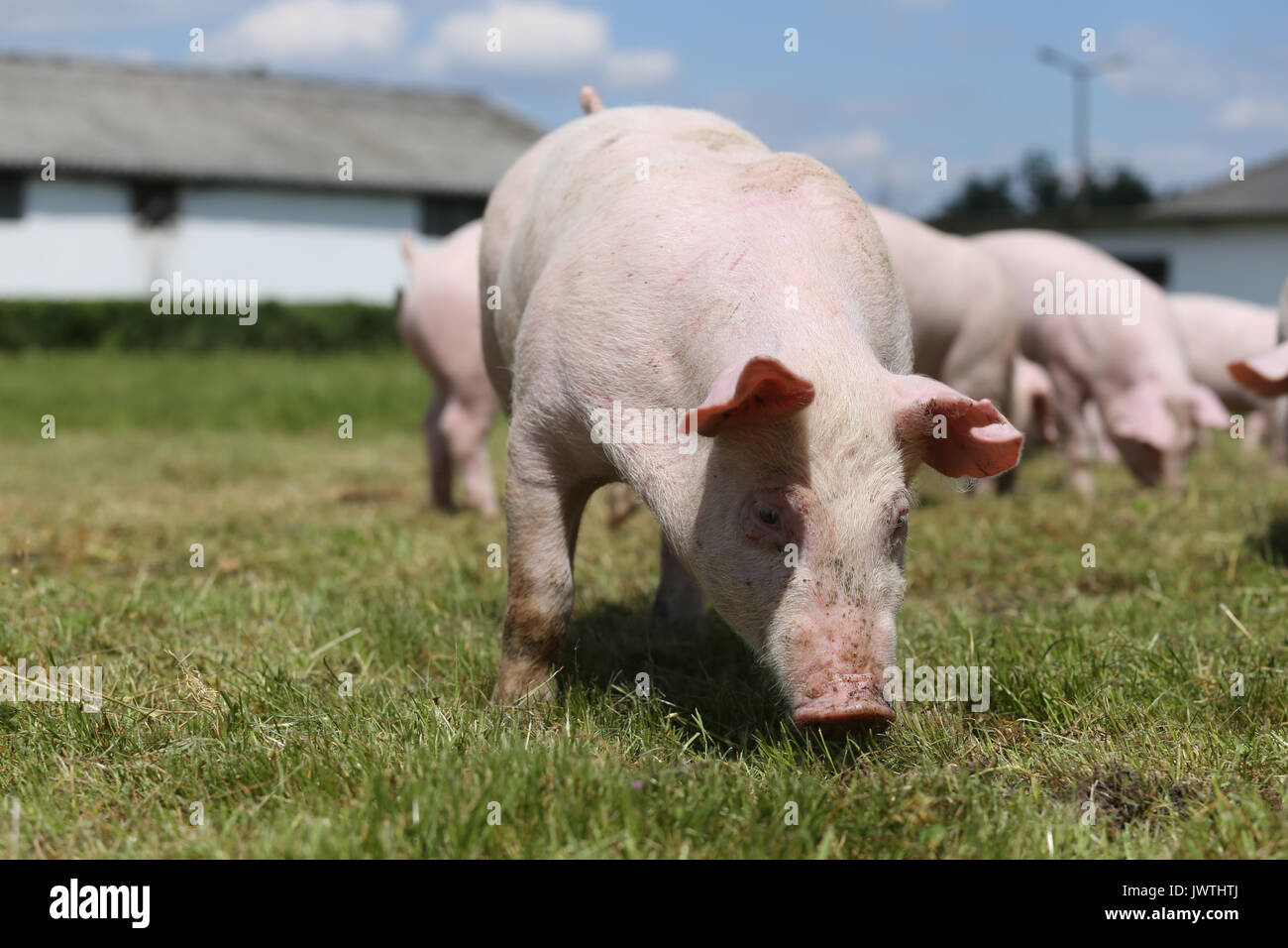 Pigs farming raising breeding in animal farm rural scene Stock Photo ...