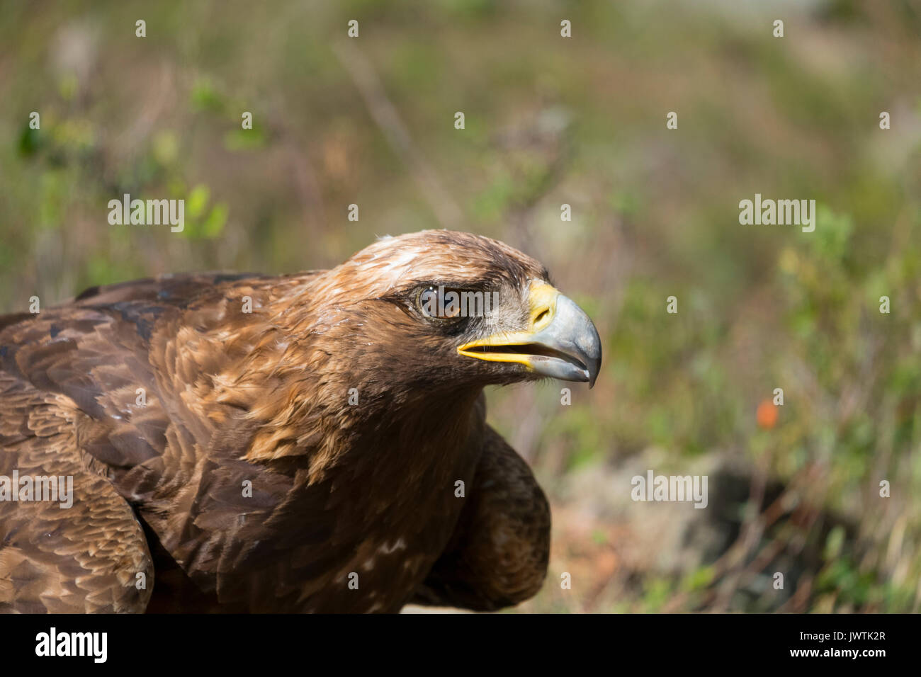Eagle horn hi-res stock photography and images - Alamy